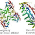 Sandwalk: Aldolase in Gluconeogenesis & Glycolysis