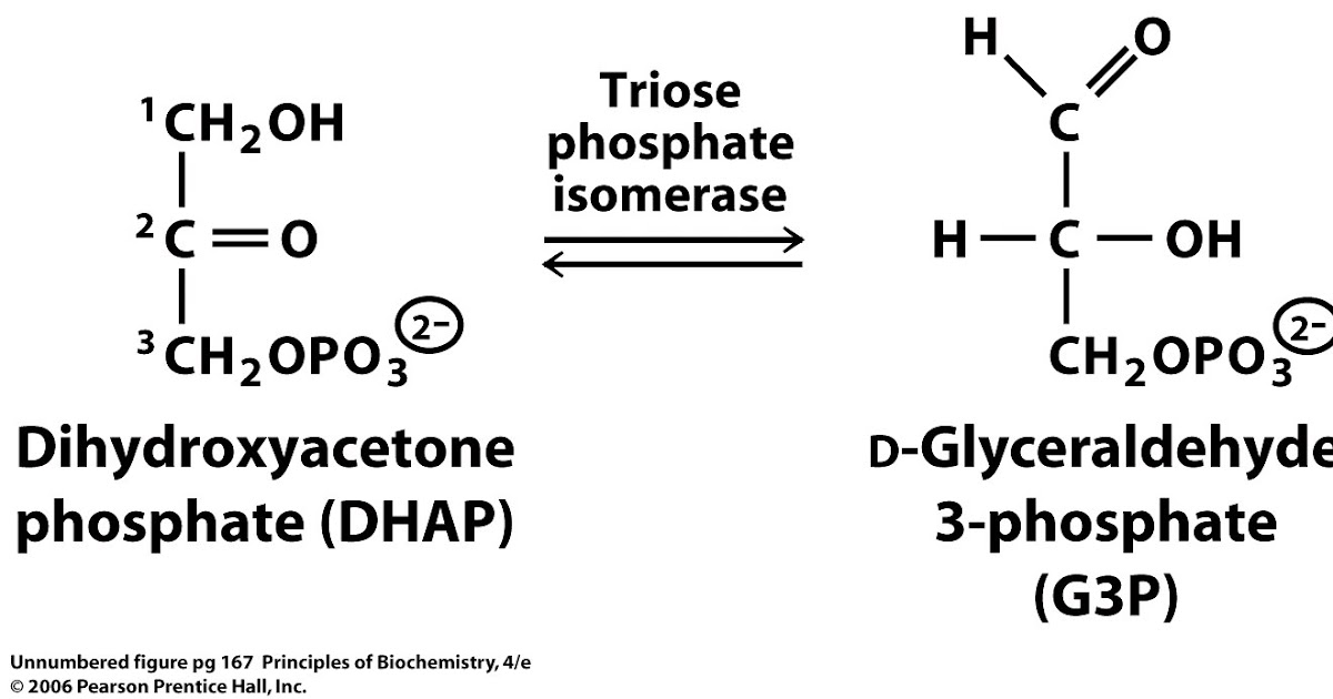 Sandwalk: How Enzymes Work