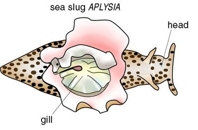 Sandwalk: Nobel Laureate: Eric Kandel