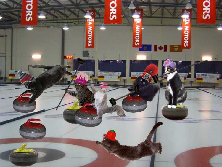 Cat Stuff: Good Curling