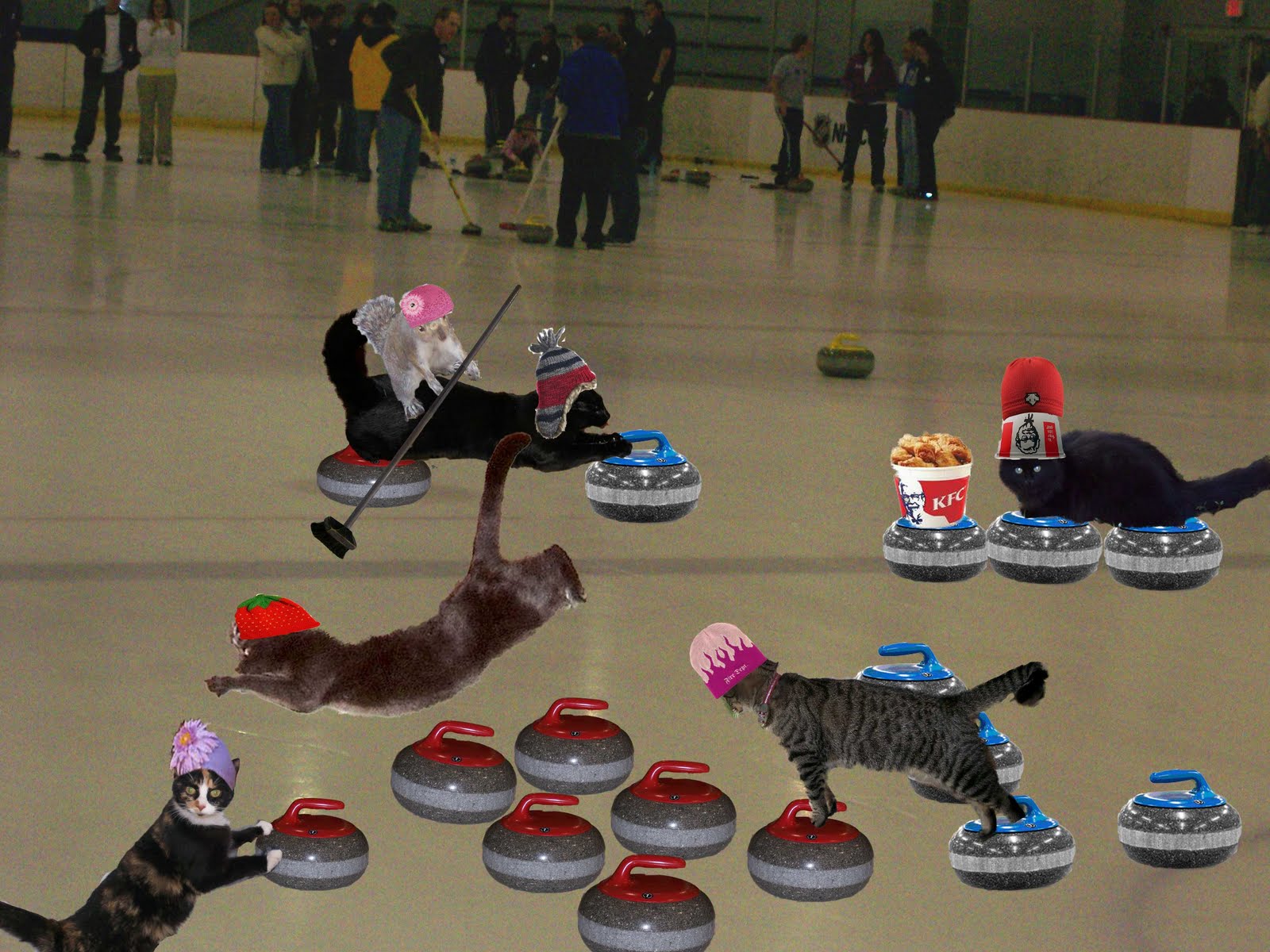 Cat Stuff: Good Curling