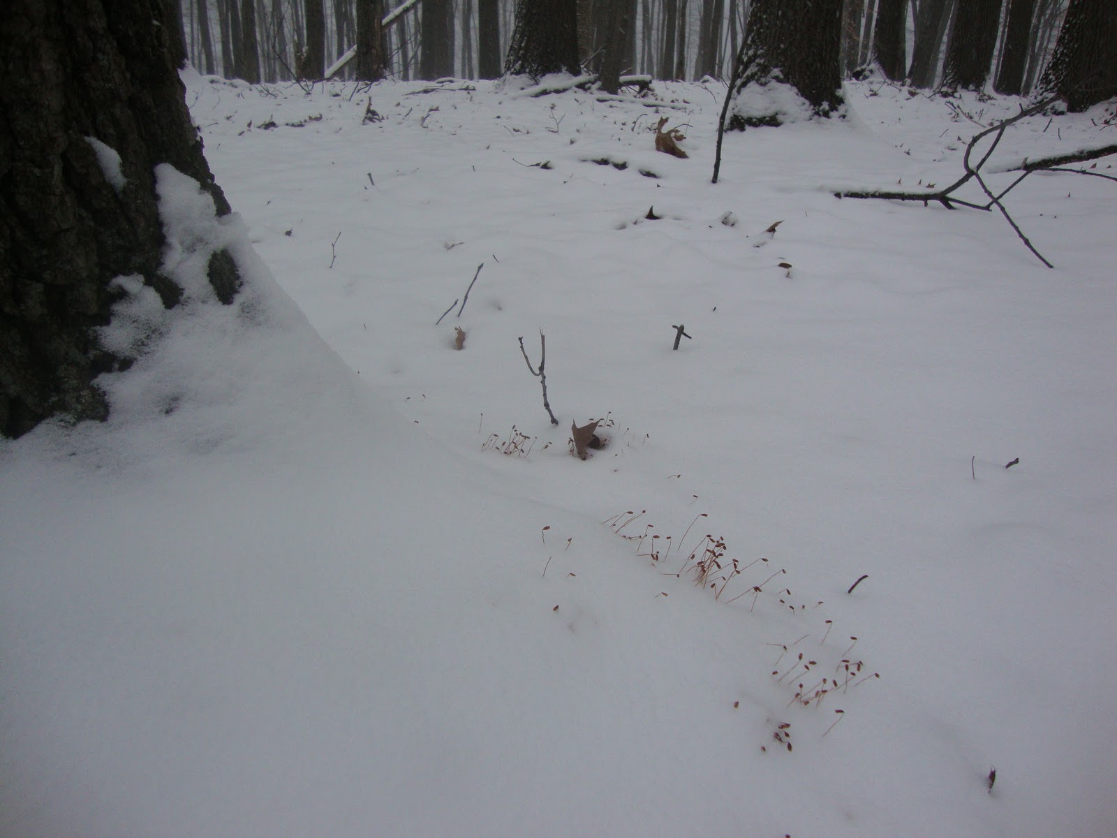 Grow Damnit!: Who goes fishing in a snow storm?