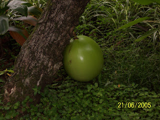 Encrucijada de palabras: Caracas histórica