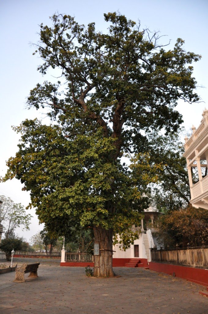 Blog of Shivpuri District of Madhya Pradesh: World tallest kadam tree ...