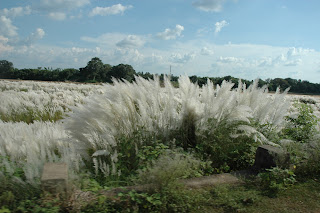Kolkata Eyes: Kash Phool is here