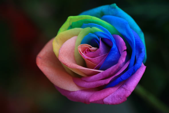 THE REAL RAINBOW ROSES