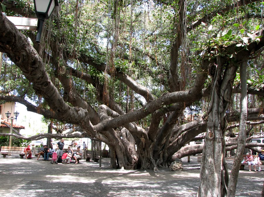 Tapirgal's Daily Image: Big Banyan Tree, Lahaina