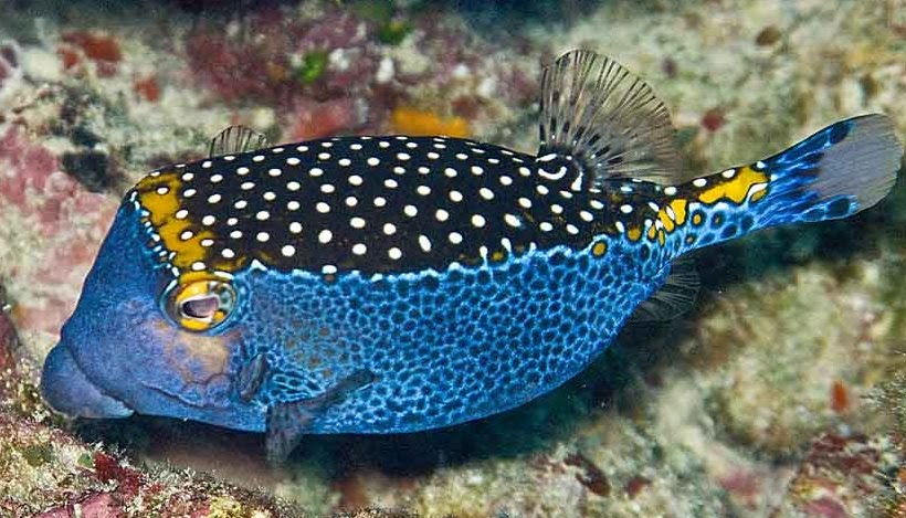 Lynspirations: FishVille - Blue Boxfish