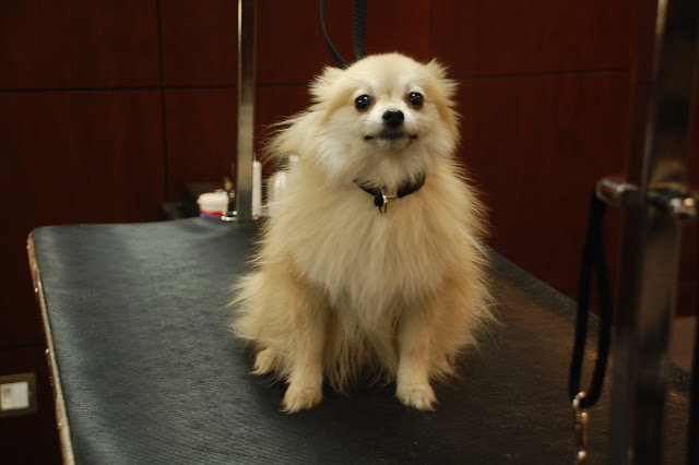 Butters the Fashion Dog: Pomeranian gets Pampered at the Harrods Pet Spa