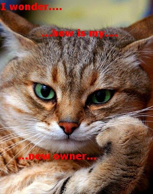 Wondering Cat funny picture | Funny Pictures & Photos Gallery