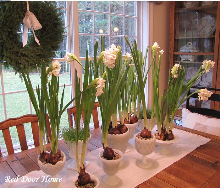 Red Door Home: Paperwhite Perfection!