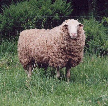 draadjes en praatjes: Het Vlaams schaap