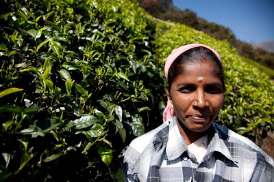 Tadashi Tsuchida Photography: Munnar Hill Station, Kerala