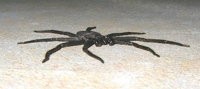 Esperance Blog: Hemicloea a likable spider