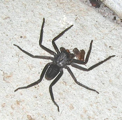 Esperance Blog: Hemicloea a likable spider