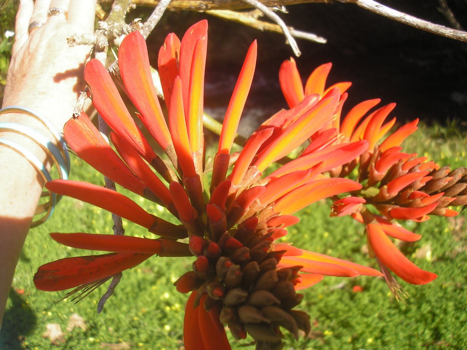 Whereiswitchwae?: Ellensbrook homestead - Margaret river