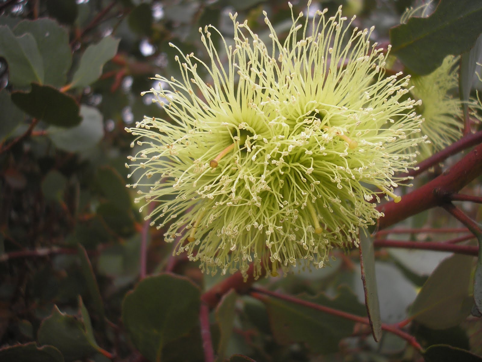 Whereiswitchwae?: Flowering gum trees