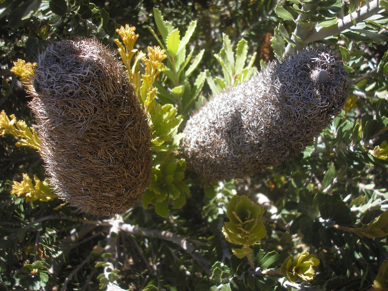 Whereiswitchwae?: Wellstead homestead near Bremer Bay
