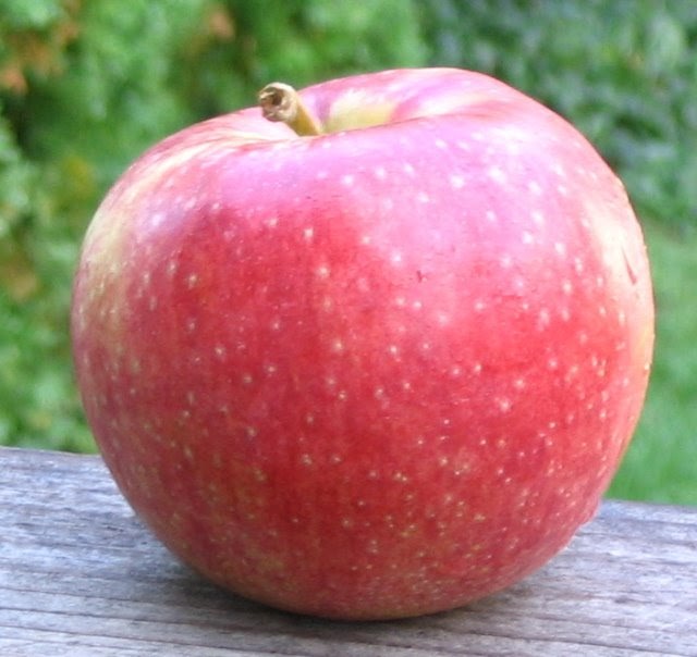 Melrose - Adam's Apples