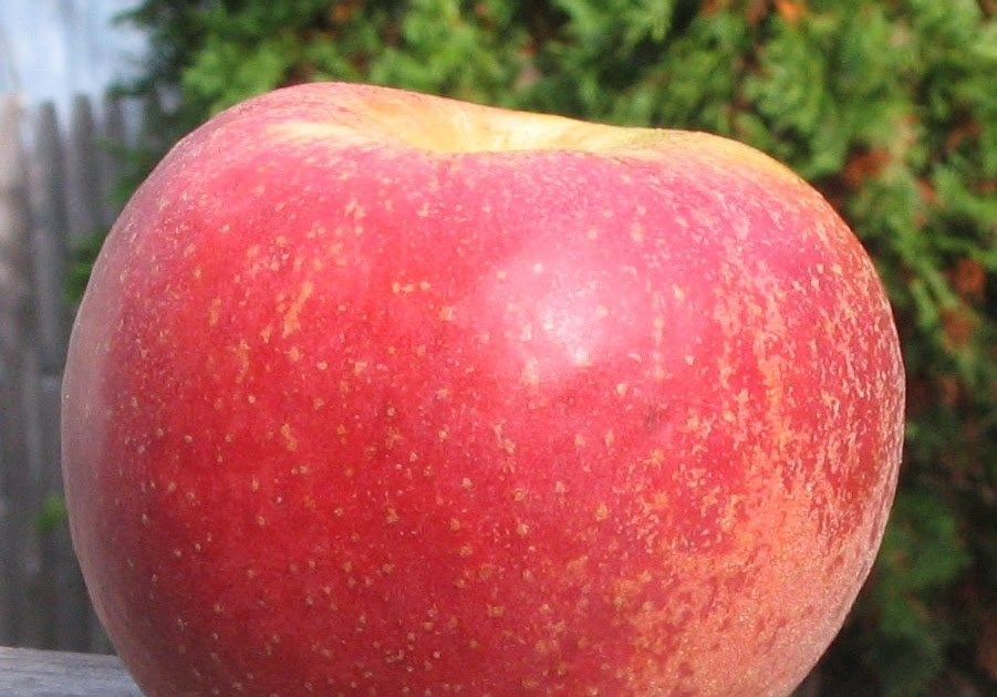 Cox's Orange Pippin *** - Adam's Apples