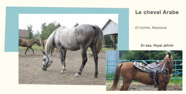 QuébecWestern.com: Le cheval arabe
