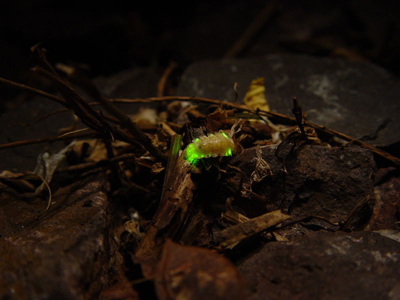 KIKO'S HOUSE: Science Sunday: Unlocking The Mystery Of Why Fireflies ...