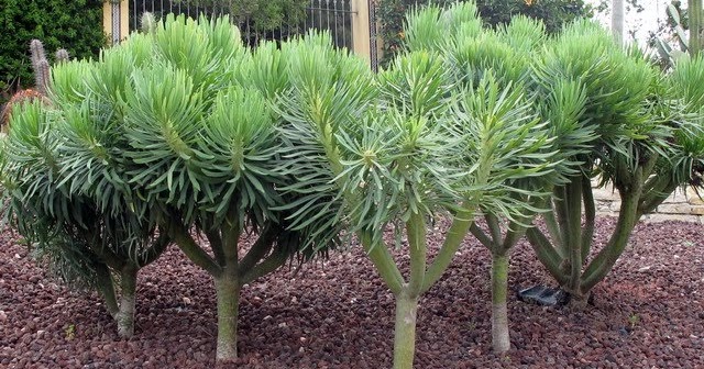 Naturaleza espinosa: Senecio kleinia