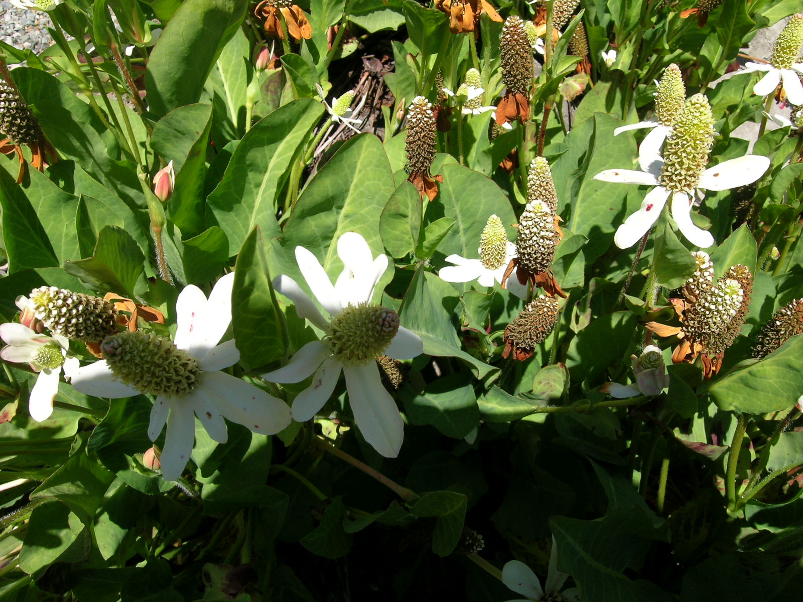 Berkeley Butterfly Blog: Anemopsis Californica--Yerba Mansa