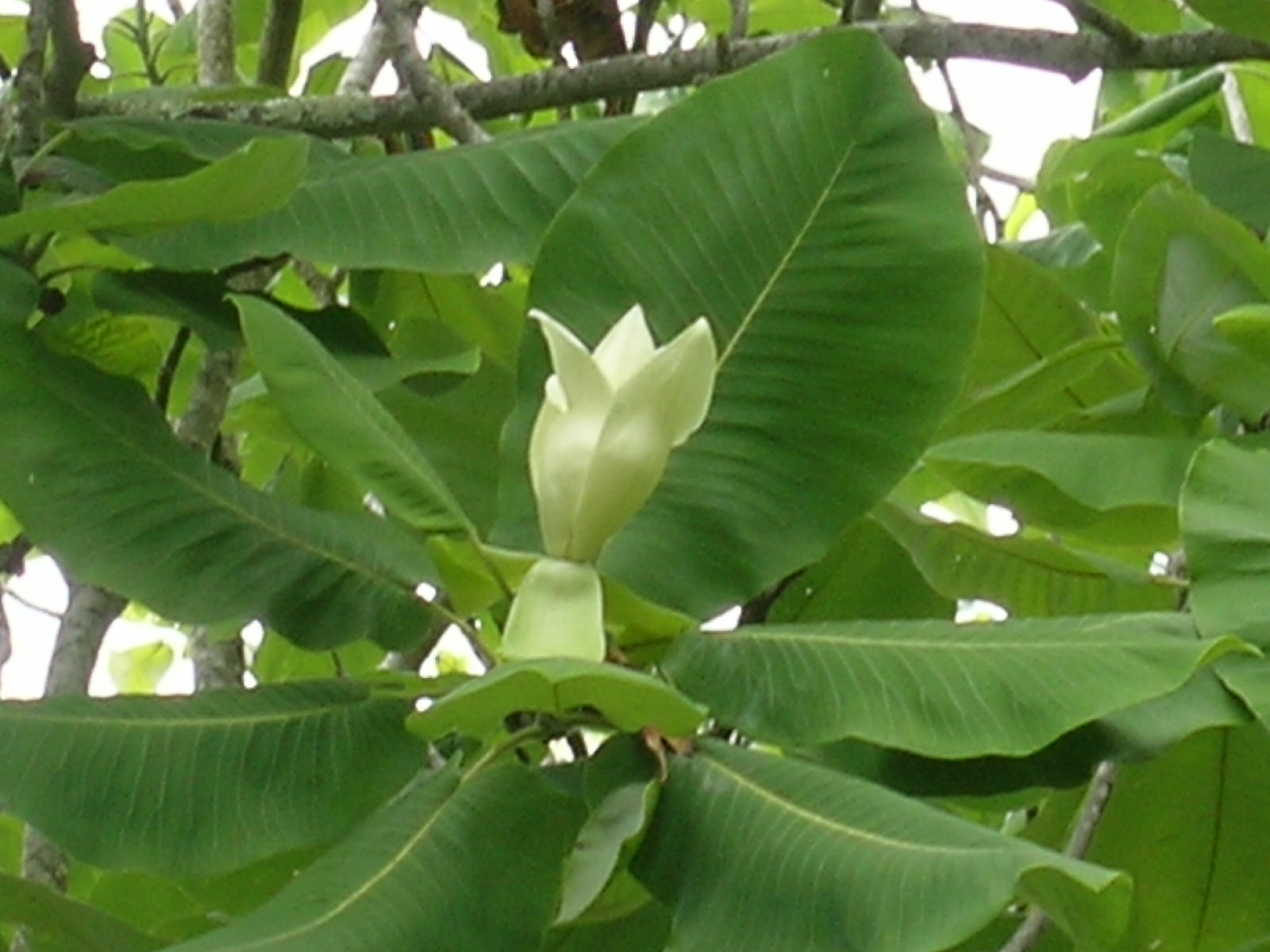 Berkeley Butterfly Blog: Magnolia dealbata