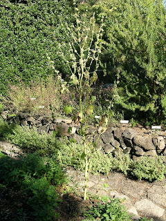 Berkeley Butterfly Blog: Malva crispa--Curled Mallow and Ladies