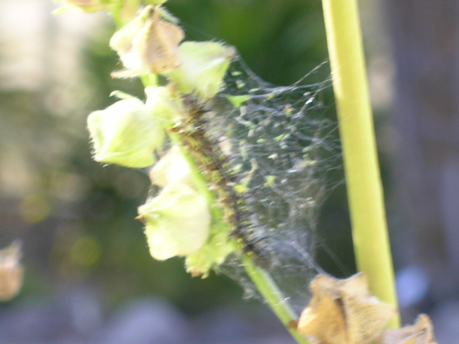 Berkeley Butterfly Blog: Malva crispa--Curled Mallow and Ladies