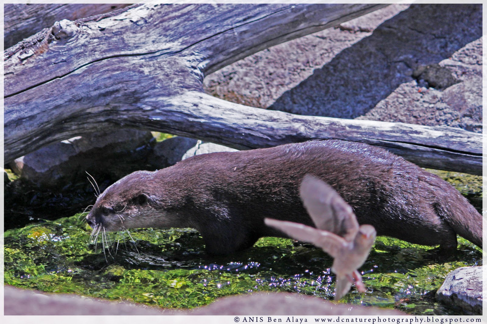 Washington DC Photography: Washington DC National Zoo Washington DC Photography: Washington DC National Zoo