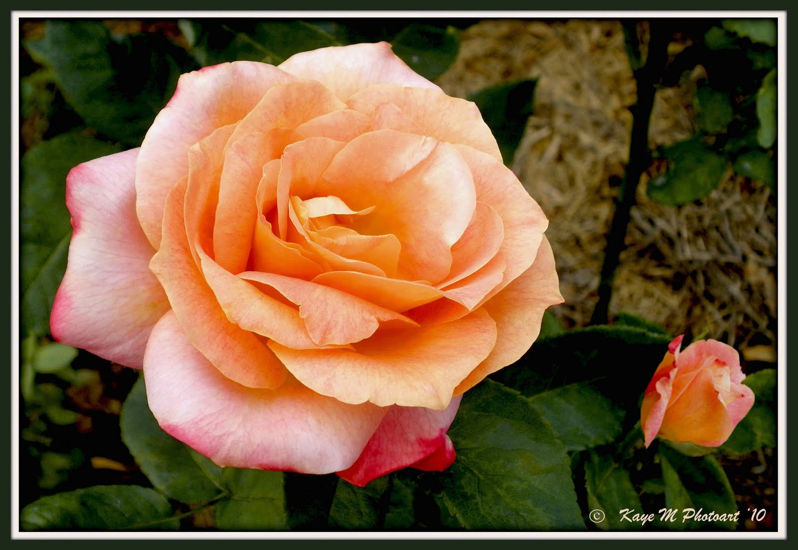Rose Magic by "Kaye M"