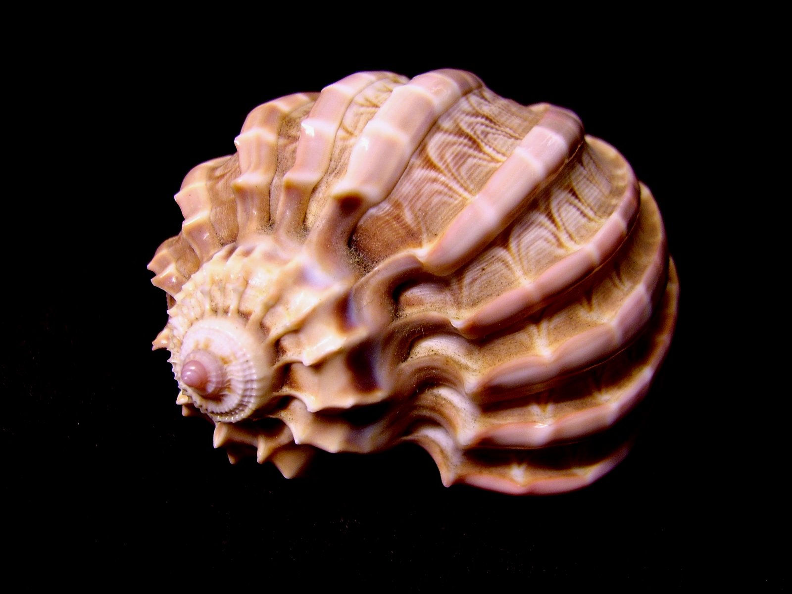 KJ - Kaye and Jose - Amazing Photos: Rare shells from New Caledonia