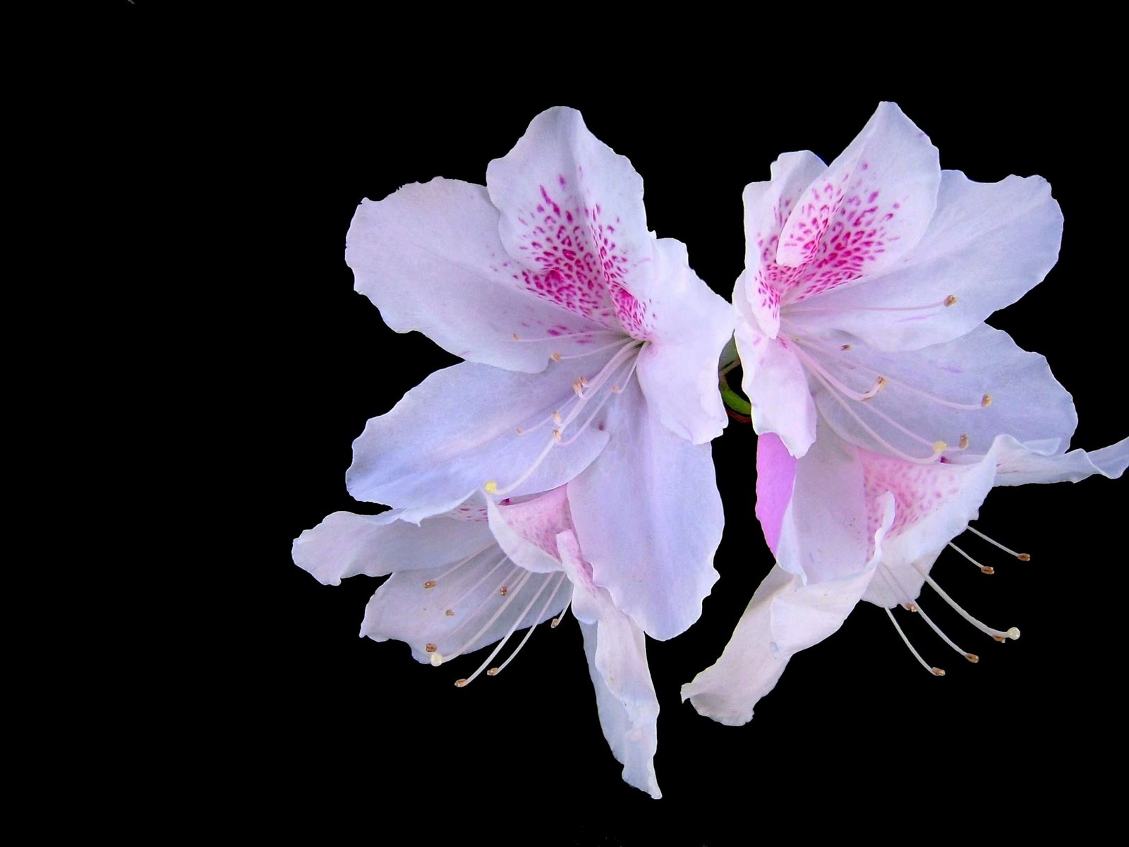 KJ - Kaye and Jose - Amazing Photos: Smooth petals of Azalea