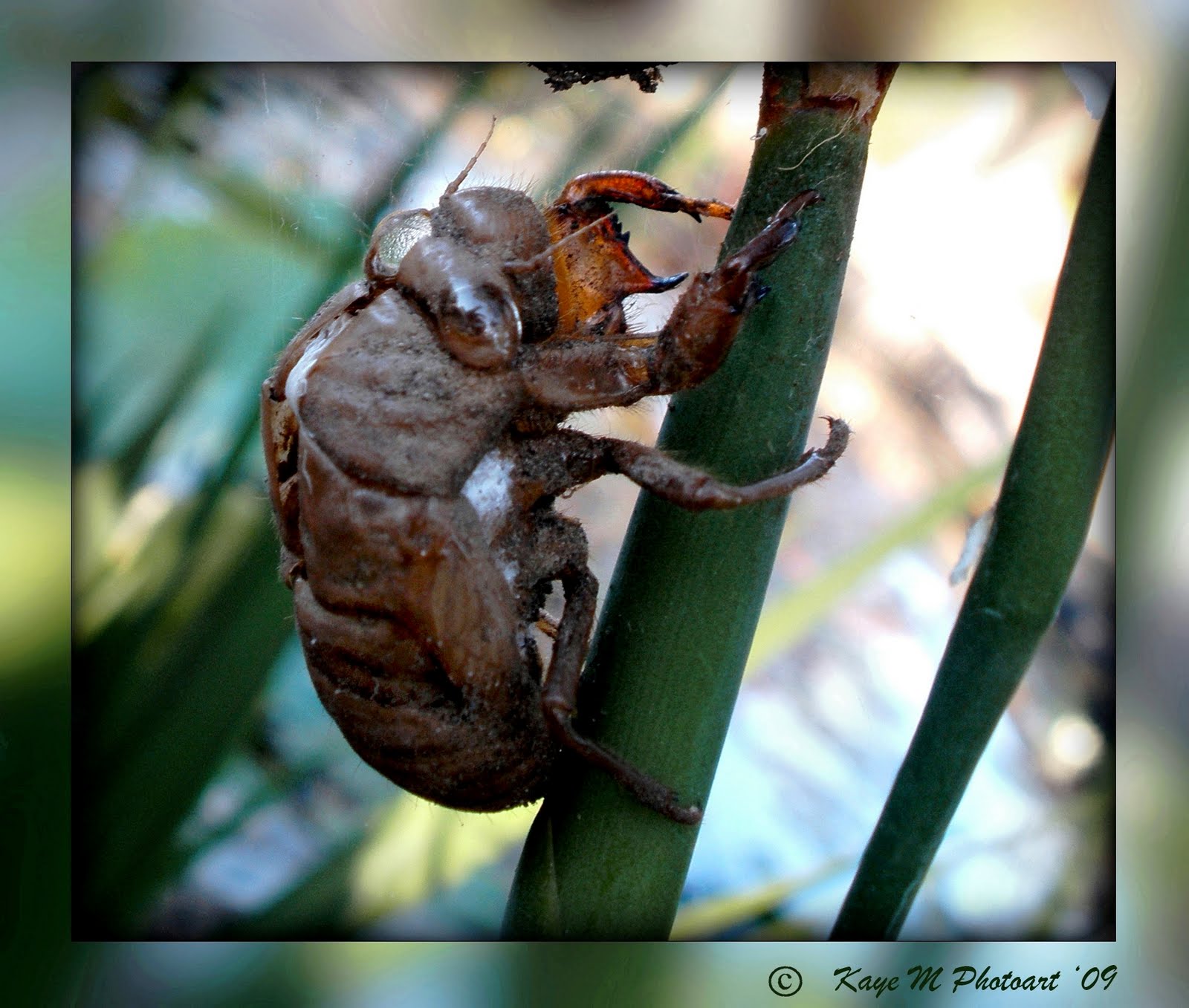 Kaye M Photoart: Remarkable features of cicada shells....