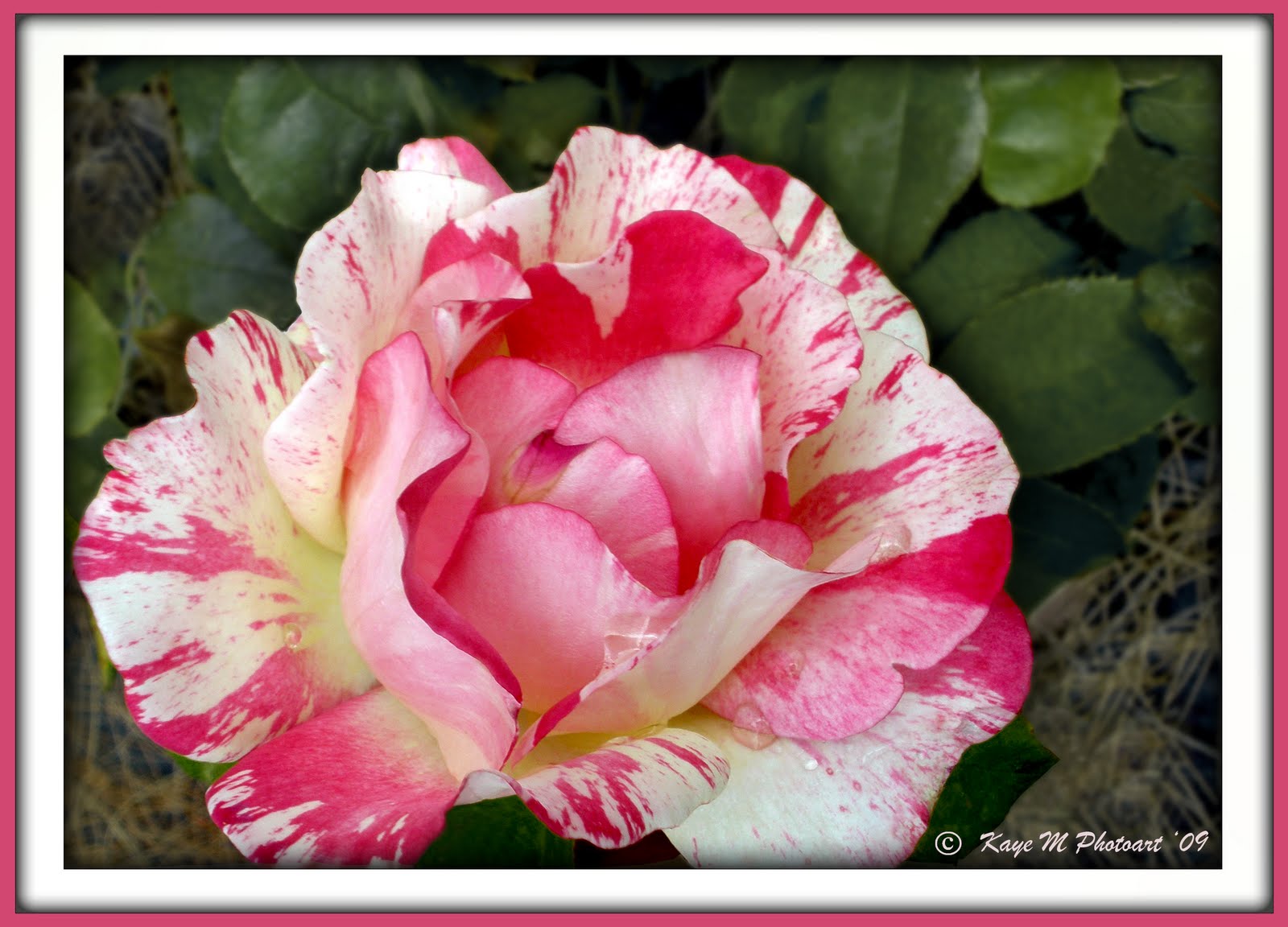 Rose Magic by "Kaye M"