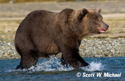 GOOD GRIZZLY: LIPSTICK ON A PIG? HOW ABOUT "LIPPY" ON A BEAR?