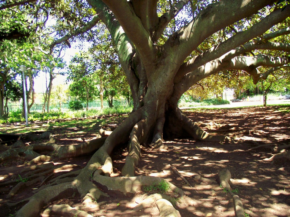 Port Elizabeth Daily Photo: Fig Tree roots