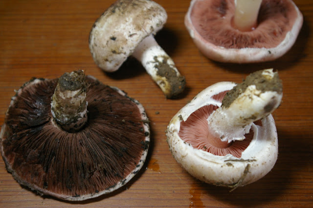 La popotte herbivore: Rosé des prés ou petit rosé