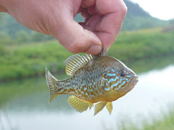 Blogu lu' Razvanel:): Specii de pesti