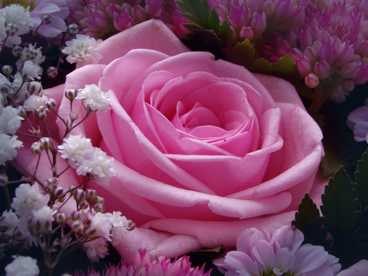 Inspirasi 31+ Bunga Rose