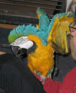 Parrot Musings: How to teach your bird not to bite