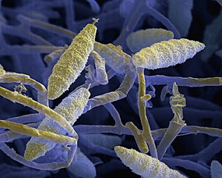 alquimiayciencias: Life in a microcosmic worl