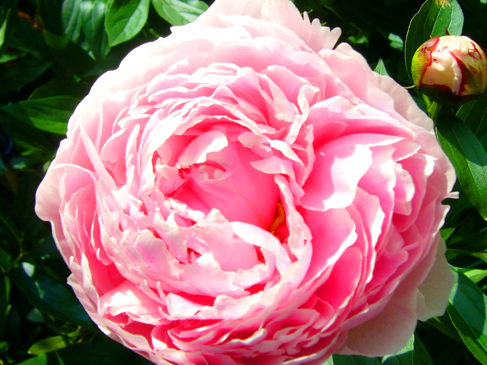 RUKA-FOTOS: Bauernrose auch mal anders