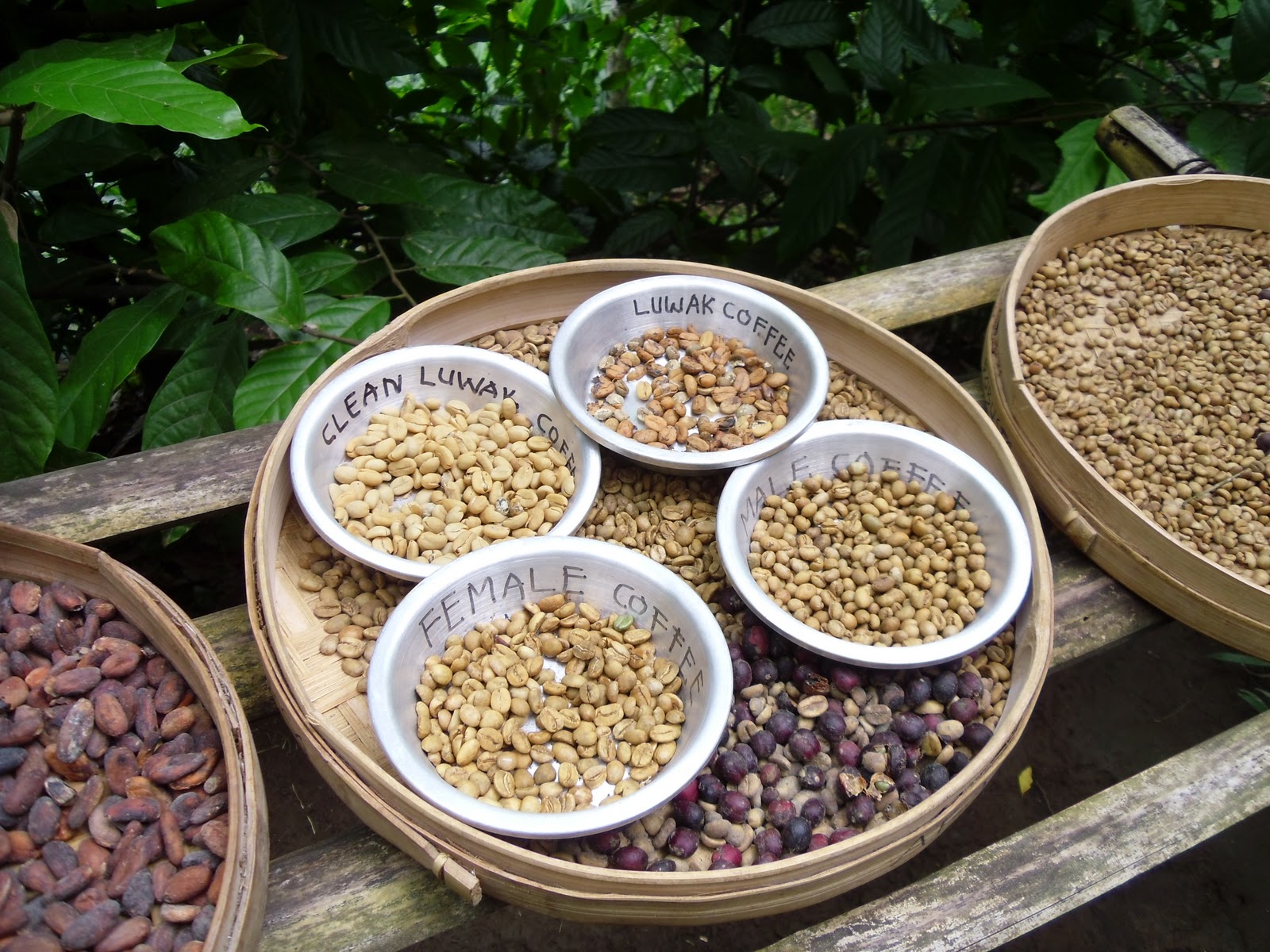 Across Oceania & Asia...: Bali (Indonesia)