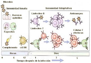 inmunología: tipos de inmunidad