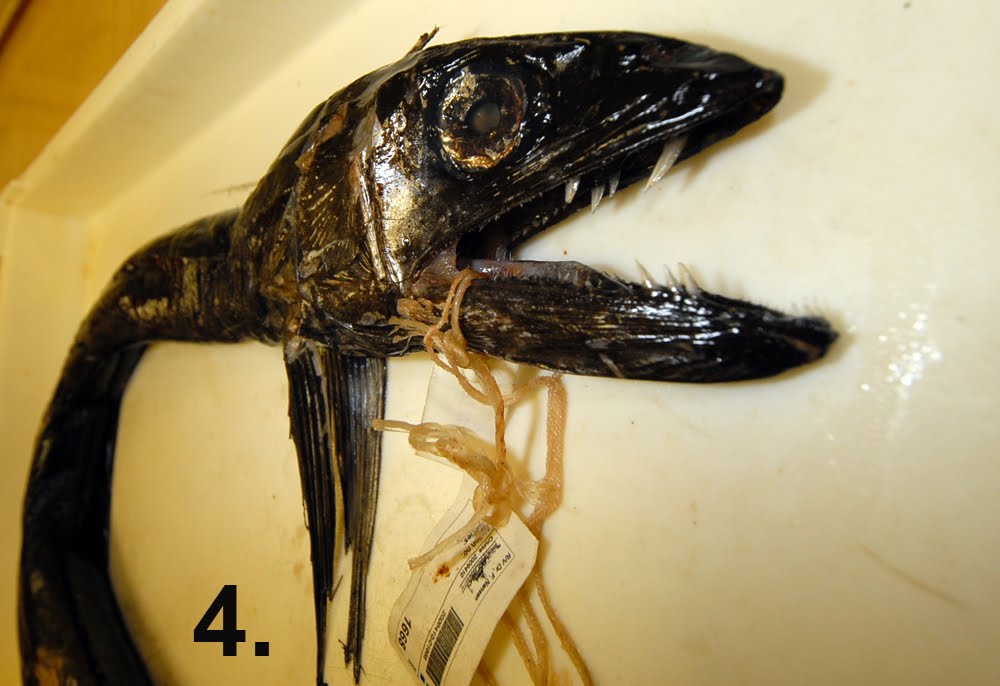 2009 Seamounts cruise: Here are some strange and particularly ...