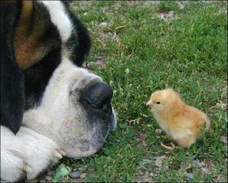 Rare Collection of free wallpapers: chicken and dog