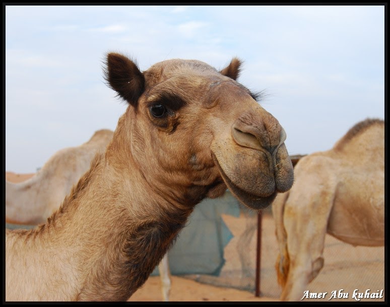 SOMEONE IN AL AIN: Amer with camels